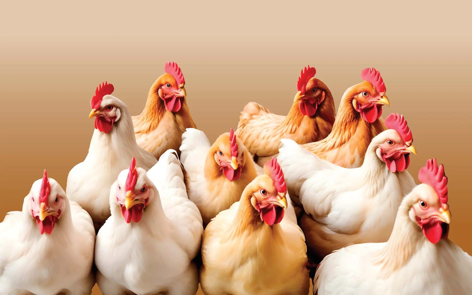 Chicken Ranch Casino Resort | Jamestown's Finest Casino-Resort ...